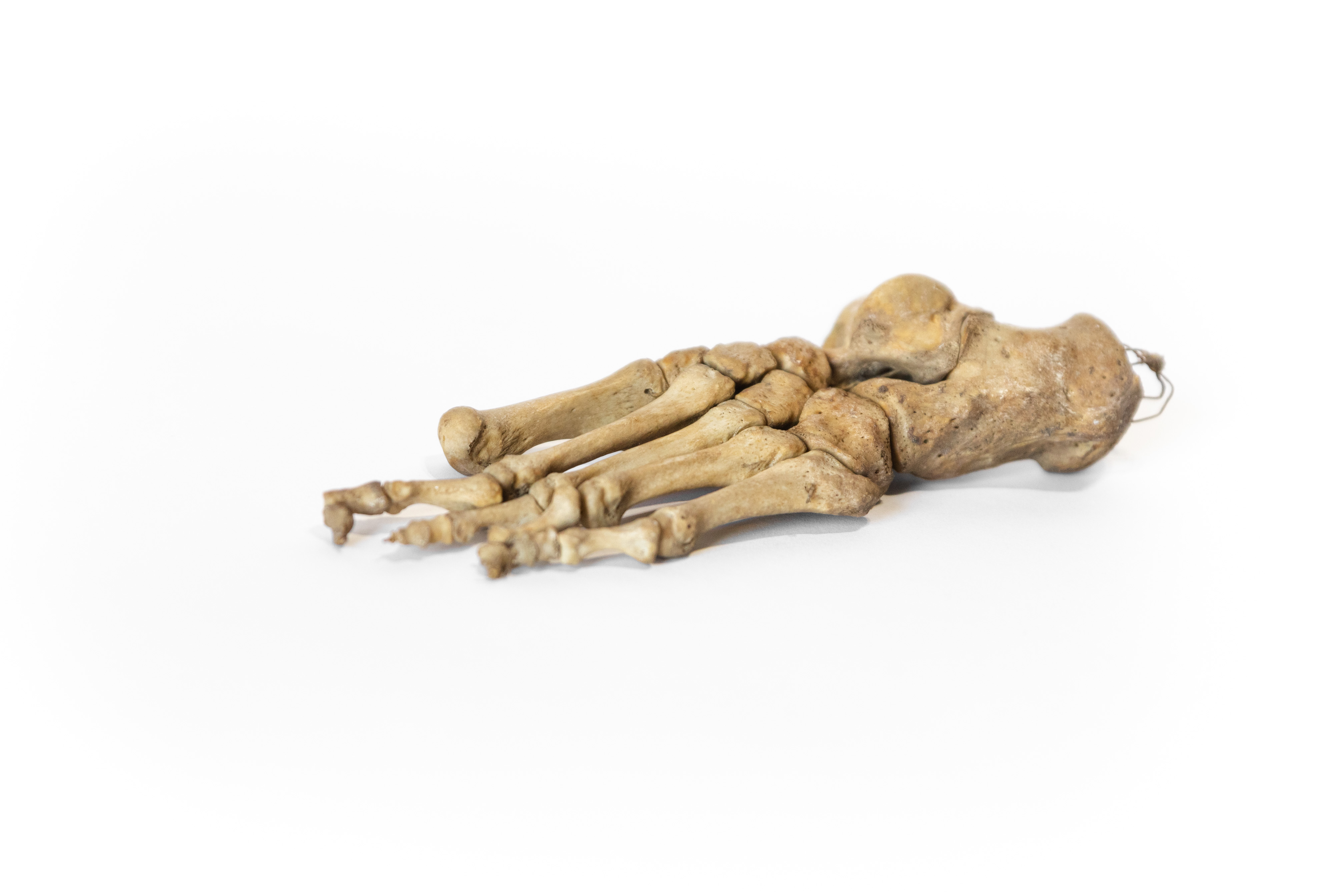 Shop by Category | JonsBones: Responsibly Sourced Human Osteology