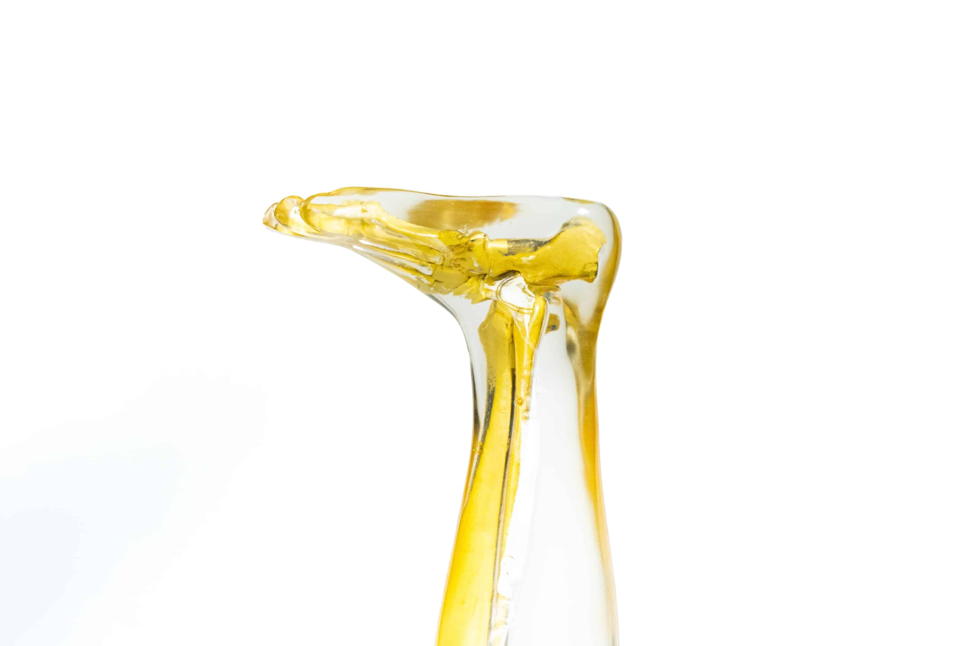 Phantom Leg And Pelvis | JonsBones: Responsibly Sourced Human Osteology