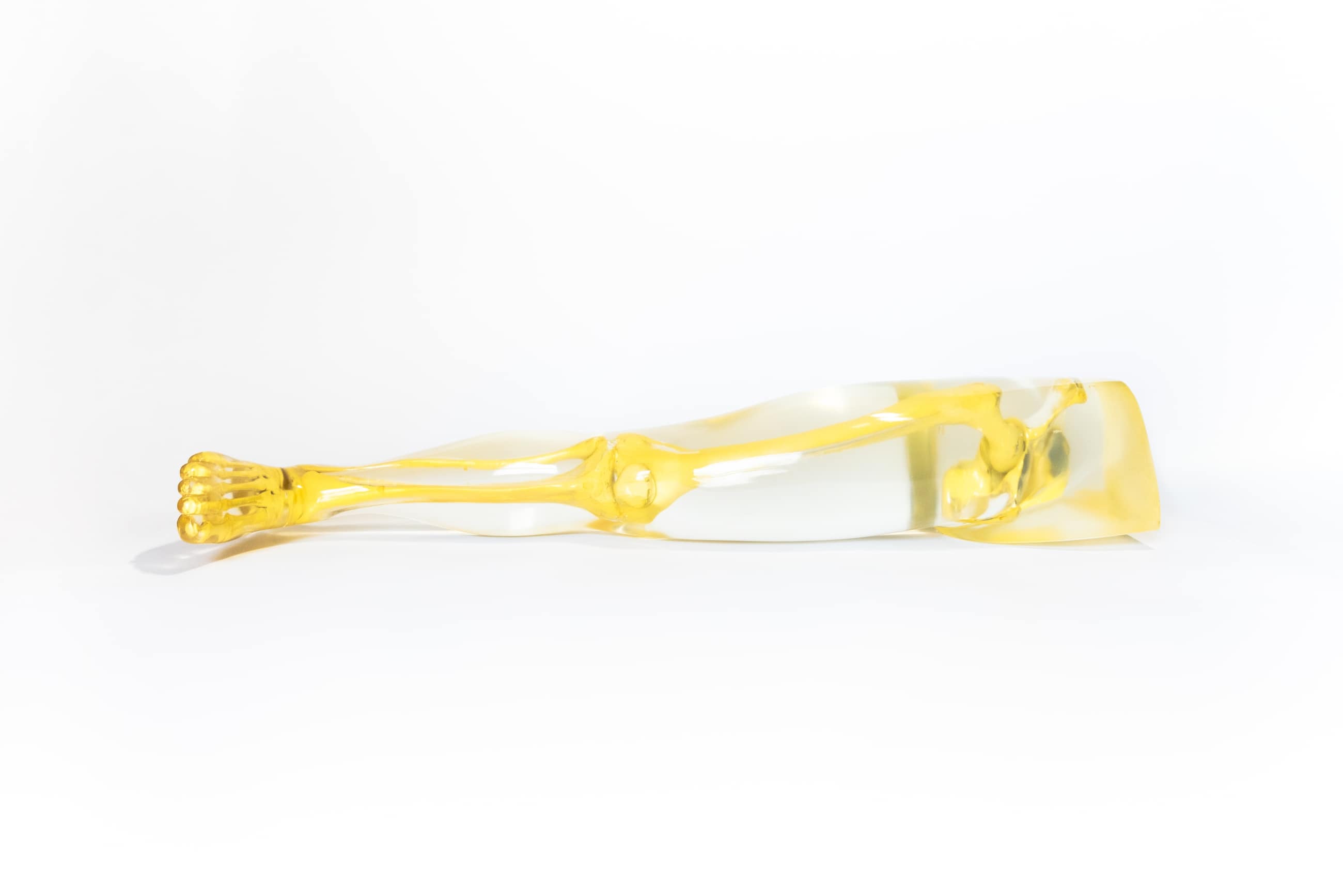 Phantom Leg And Pelvis | JonsBones: Responsibly Sourced Human Osteology