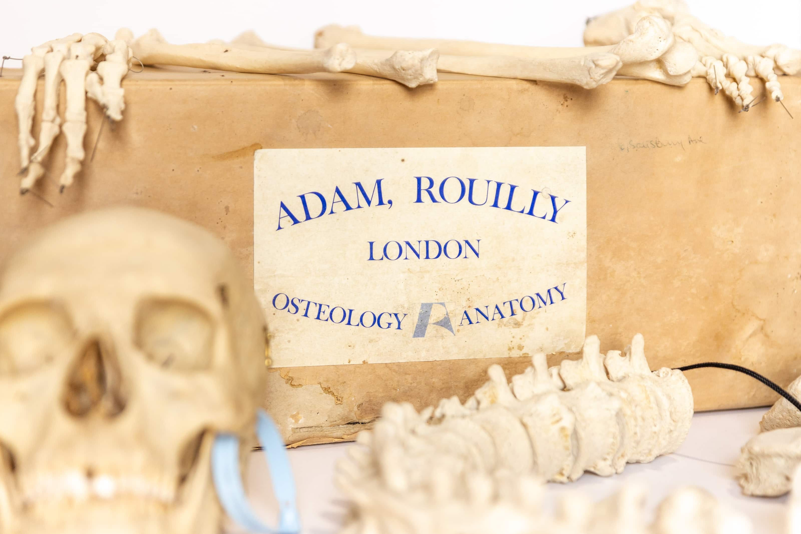 History Of The Bone Trade: Adam,Rouilly | JonsBones: Osteology Education