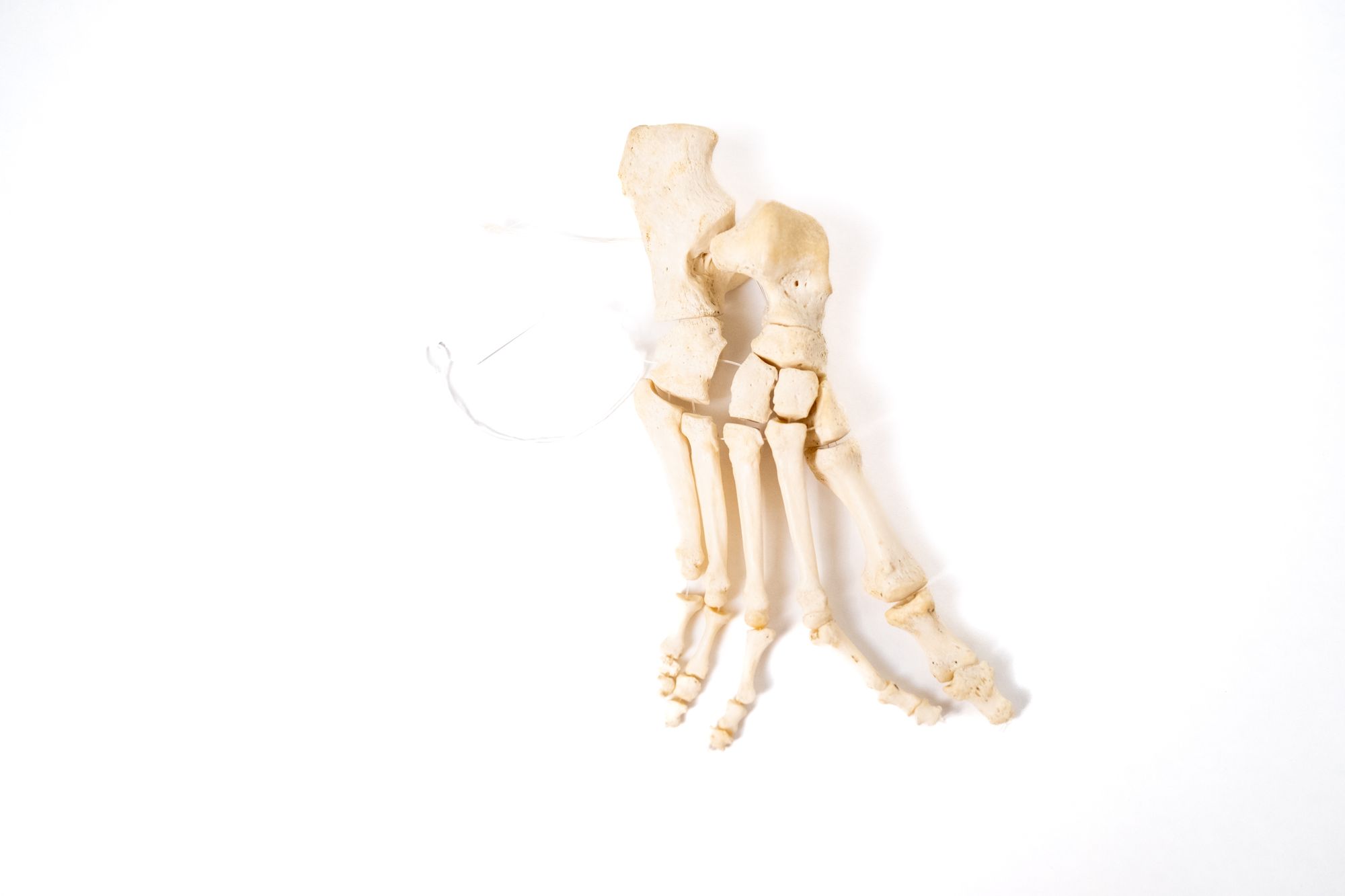 Articulated Foot (F-009) | JonsBones: Responsibly Sourced Human Osteology
