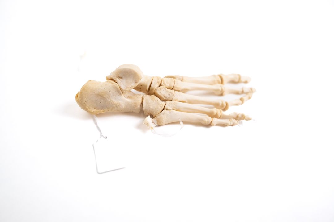 Articulated Foot (F-011) | JonsBones: Responsibly Sourced Human Osteology