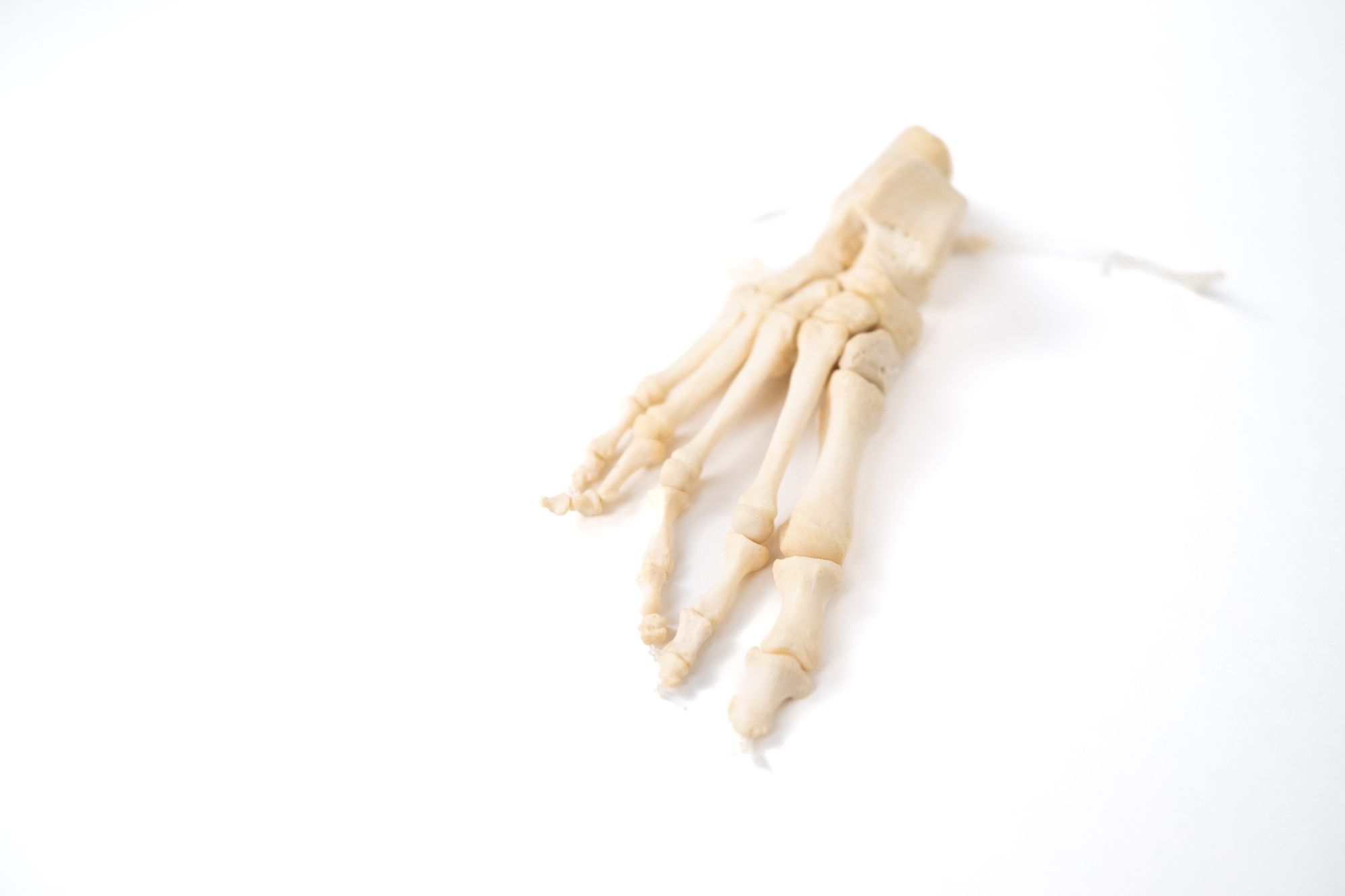 Articulated Foot (F-011) | JonsBones: Responsibly Sourced Human Osteology