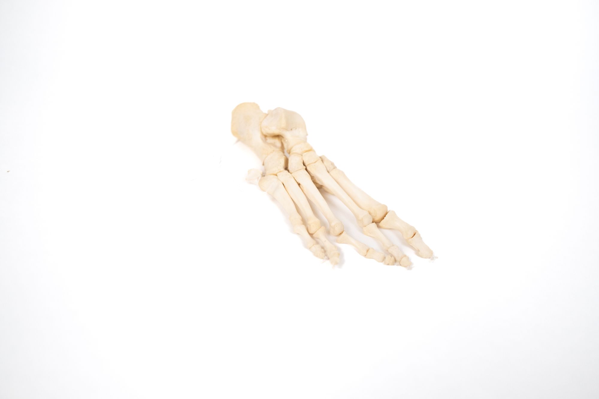 Articulated Foot (F-011) | JonsBones: Responsibly Sourced Human Osteology