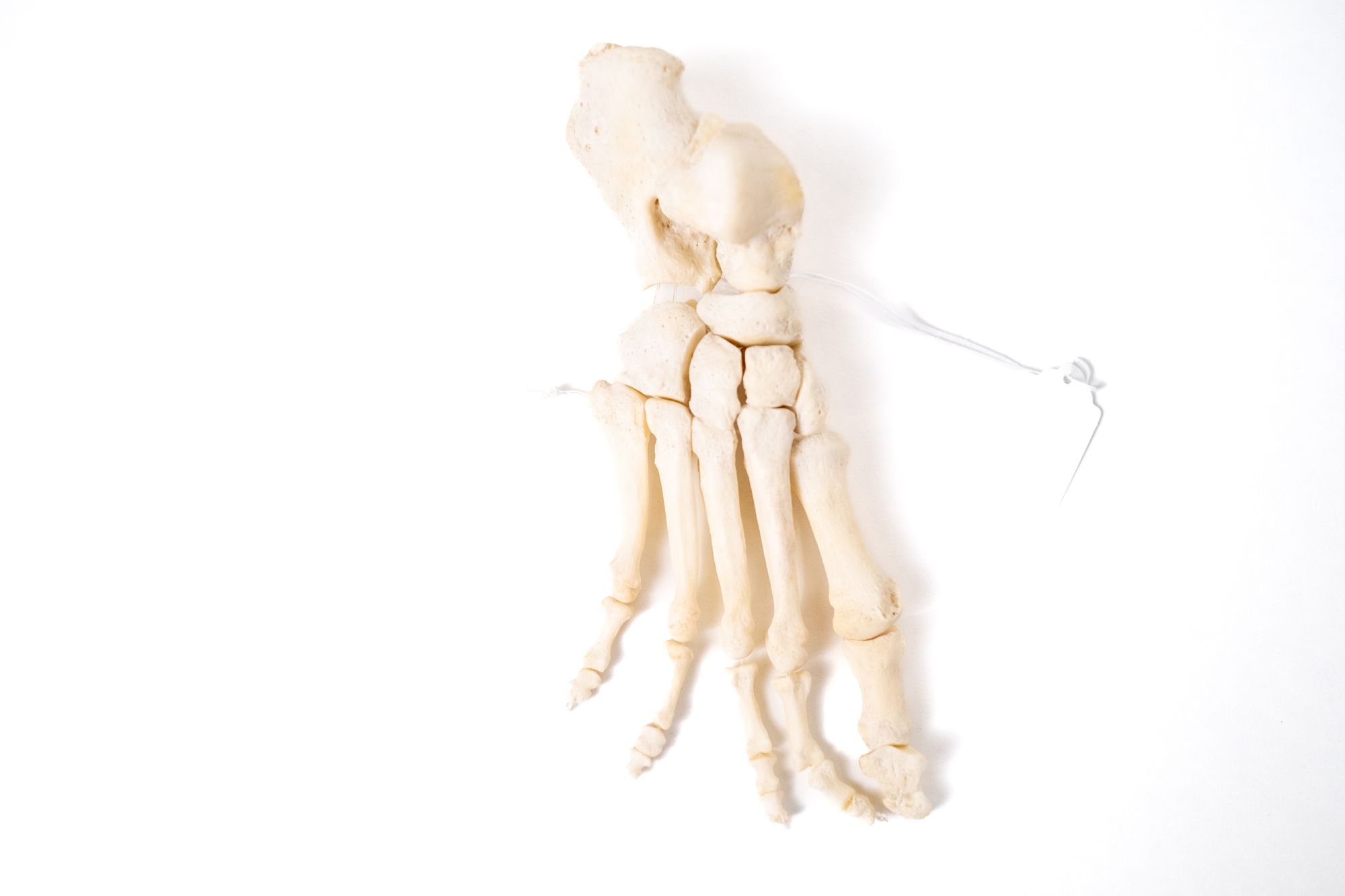 Articulated Foot (F-012) | JonsBones: Responsibly Sourced Human Osteology