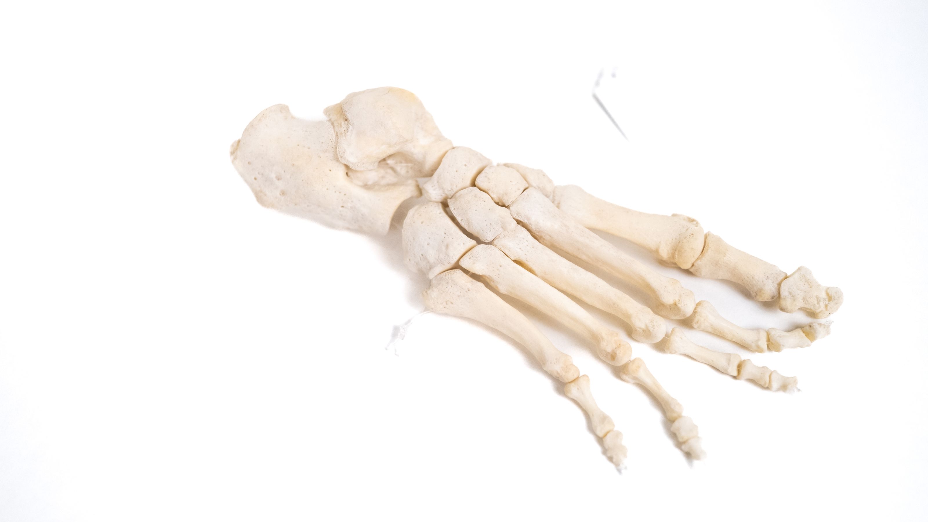 Articulated Foot (F-012) | JonsBones: Responsibly Sourced Human Osteology