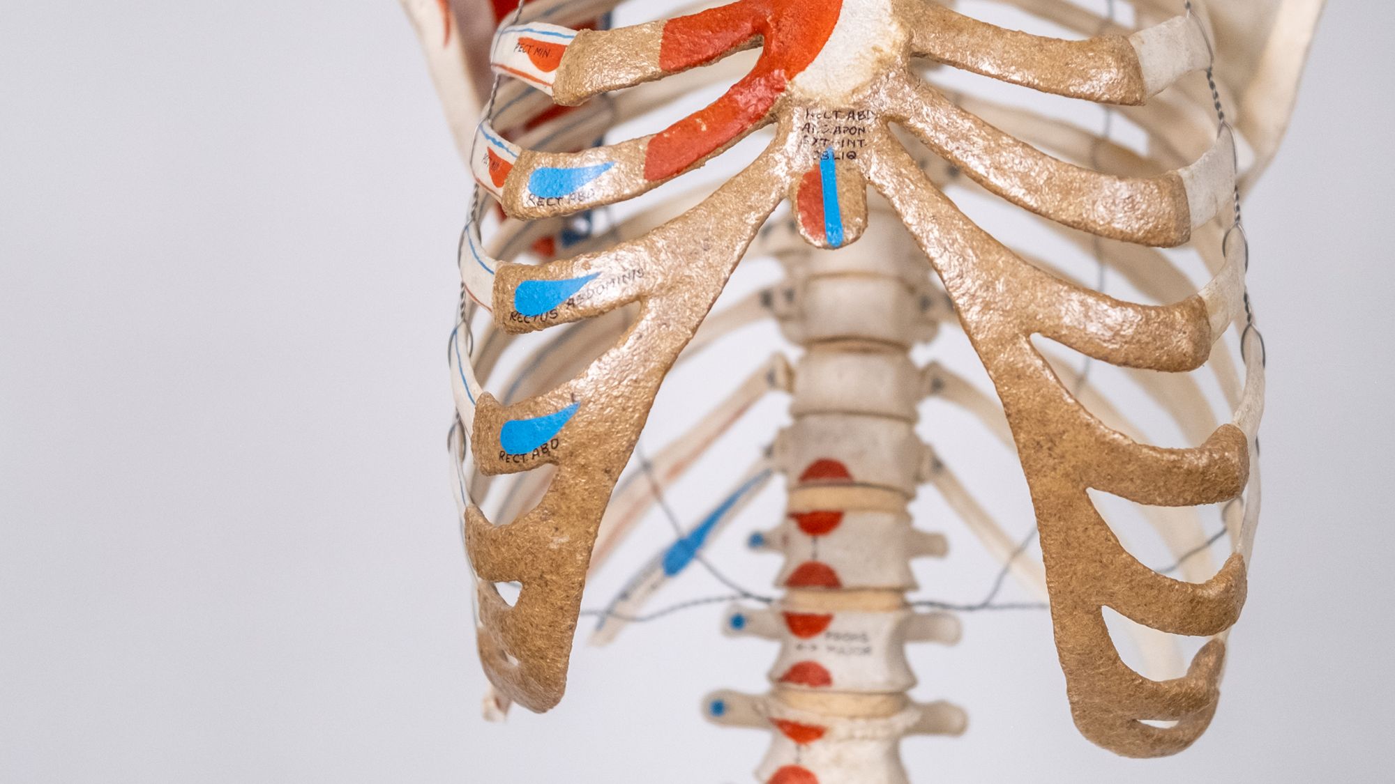 Explanatory Carolina Biological Supply Skeleton | JonsBones ...