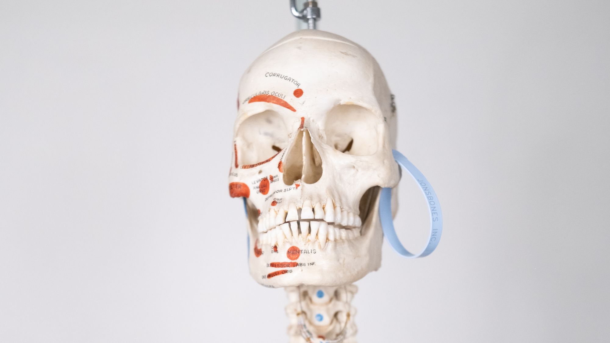 Explanatory Carolina Biological Supply Skeleton | JonsBones ...