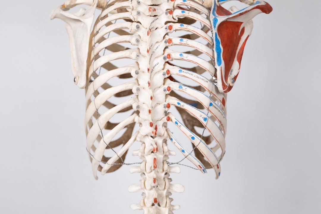 Explanatory Carolina Biological Supply Skeleton | JonsBones ...