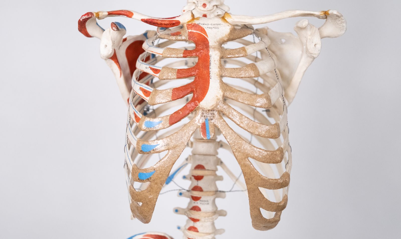 Explanatory Carolina Biological Supply Skeleton | JonsBones ...