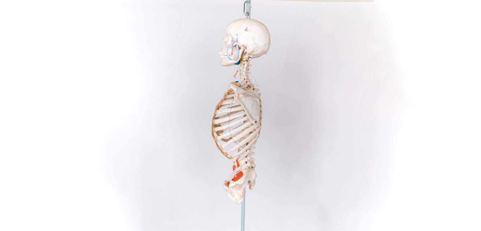 Explanatory Carolina Biological Supply Skeleton | JonsBones ...