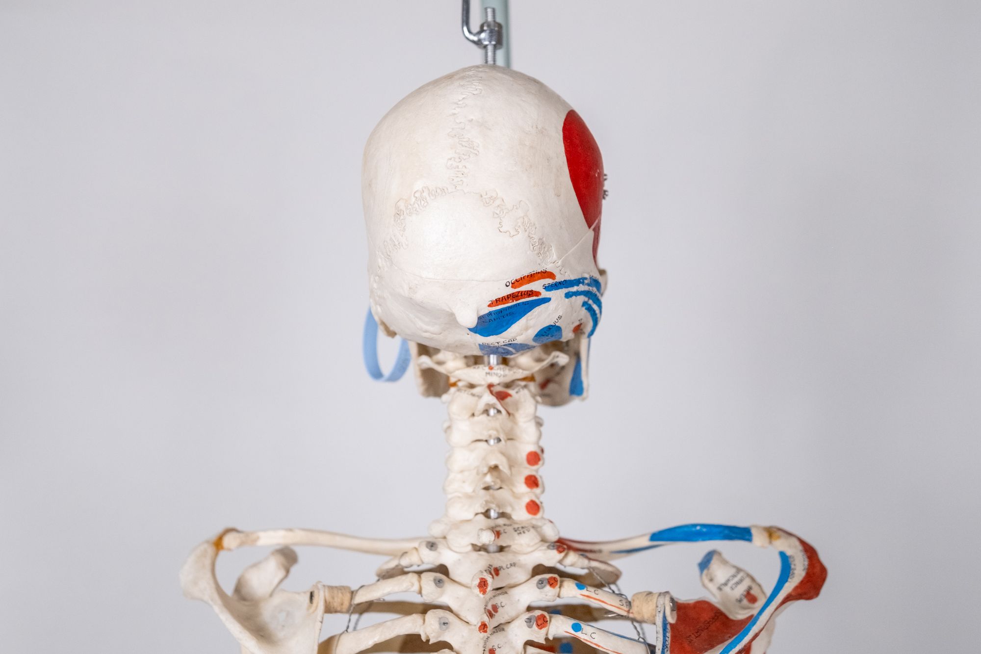 Explanatory Carolina Biological Supply Skeleton | JonsBones ...