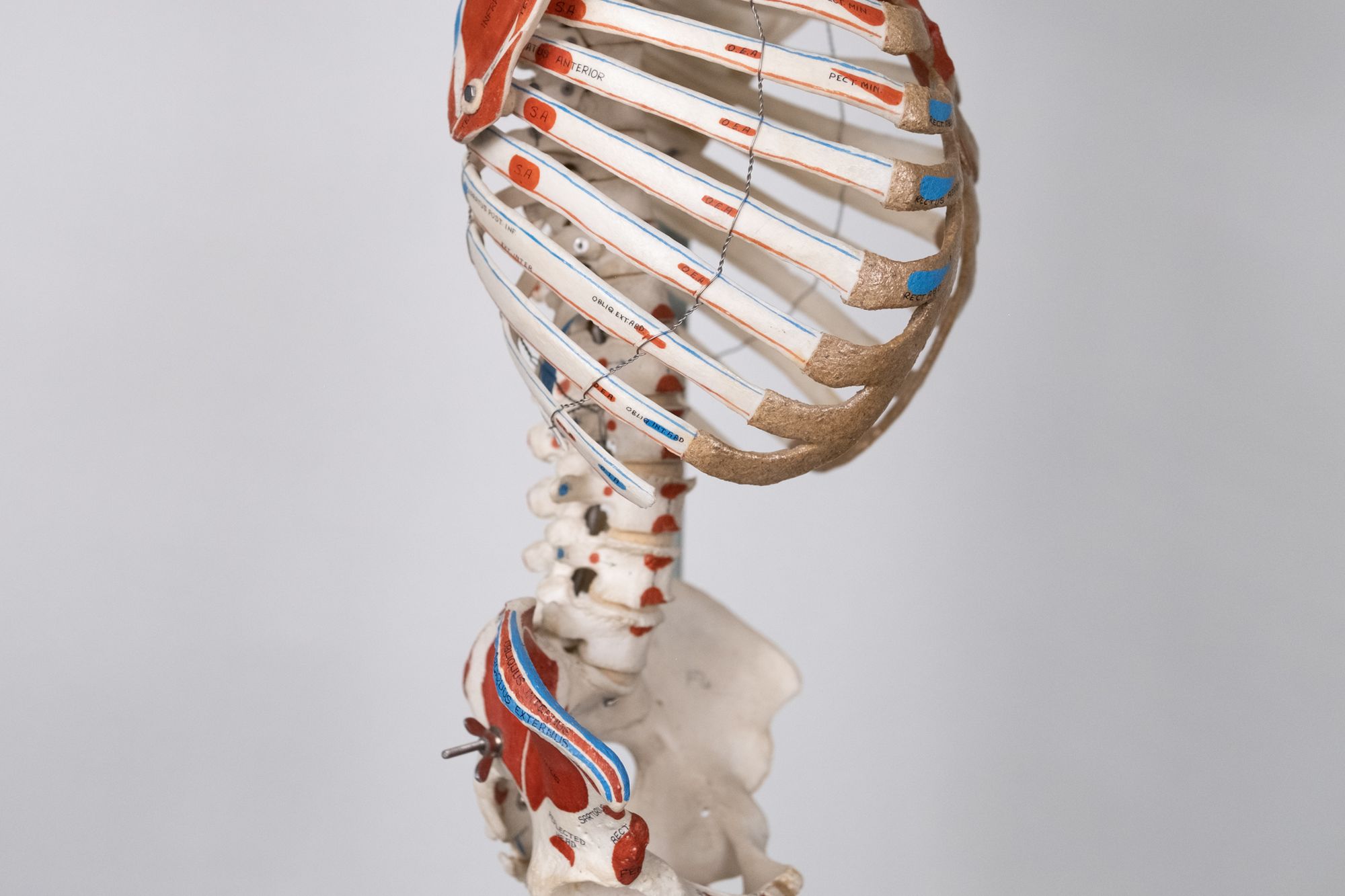 Explanatory Carolina Biological Supply Skeleton | JonsBones ...