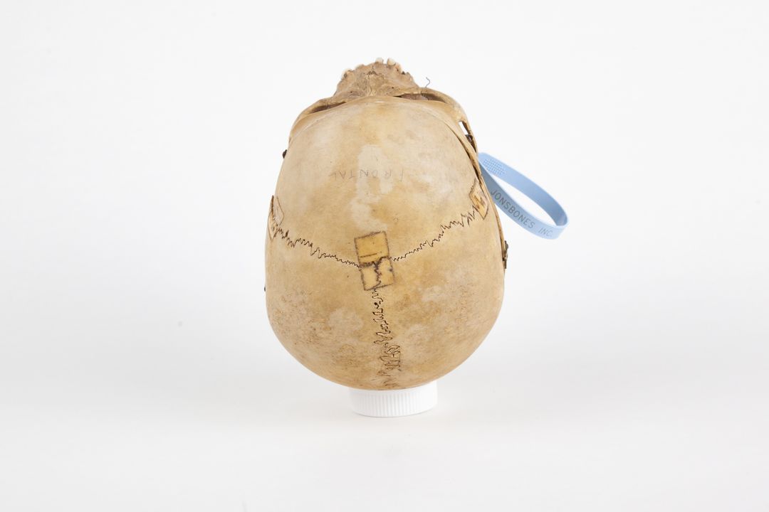 Adam, Rouilly Half-Skeleton Bone Box | JonsBones: Responsibly Sourced ...