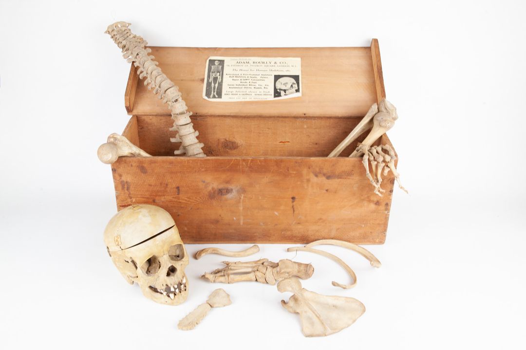 Adam, Rouilly Half-Skeleton Bone Box | JonsBones: Responsibly Sourced ...