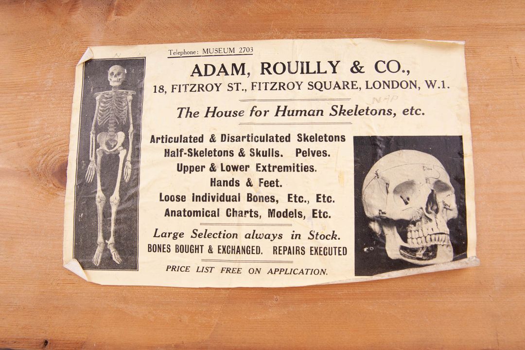 Adam, Rouilly Half-Skeleton Bone Box | JonsBones: Responsibly Sourced ... Adam, Rouilly Half-Skeleton Bone Box | JonsBones: Responsibly Sourced ...