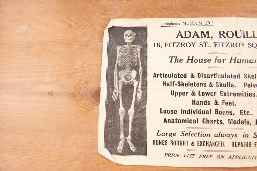 Adam, Rouilly Half-Skeleton Bone Box | JonsBones: Responsibly Sourced ... Adam, Rouilly Half-Skeleton Bone Box | JonsBones: Responsibly Sourced ...