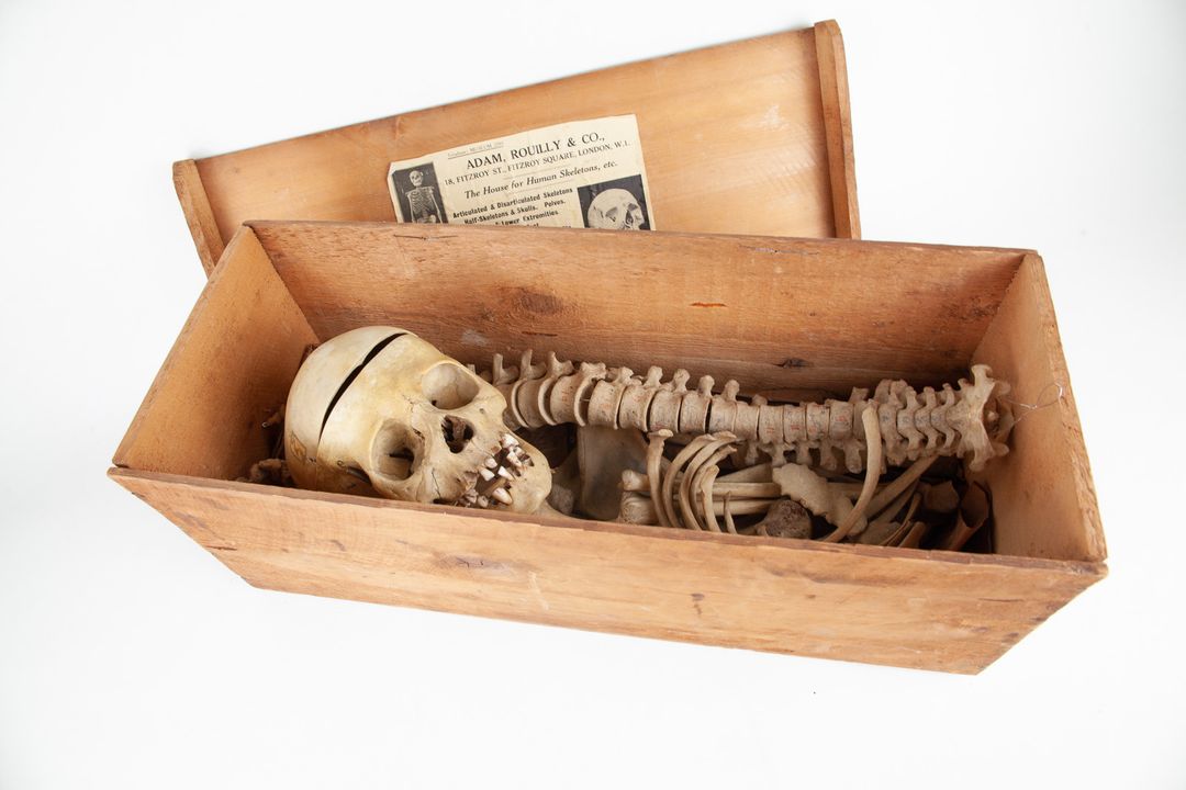 Adam, Rouilly Half-Skeleton Bone Box | JonsBones: Responsibly Sourced ... Adam, Rouilly Half-Skeleton Bone Box | JonsBones: Responsibly Sourced ...