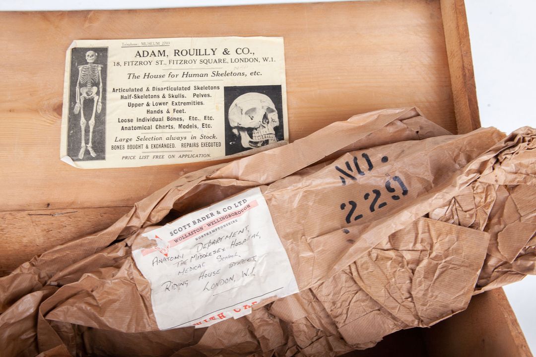 Adam, Rouilly Half-Skeleton Bone Box | JonsBones: Responsibly Sourced ... Adam, Rouilly Half-Skeleton Bone Box | JonsBones: Responsibly Sourced ...