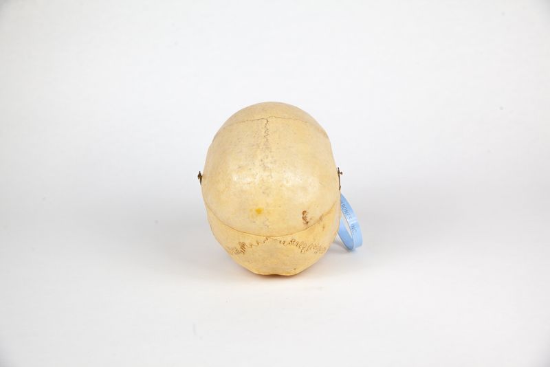 Adam, Rouilly Half-Skeleton Bone Box | JonsBones: Responsibly Sourced ... Adam, Rouilly Half-Skeleton Bone Box | JonsBones: Responsibly Sourced ...