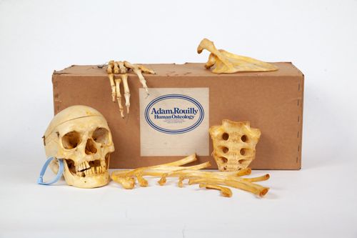 Adam, Rouilly Half-Skeleton Bone Box | JonsBones: Responsibly Sourced ...