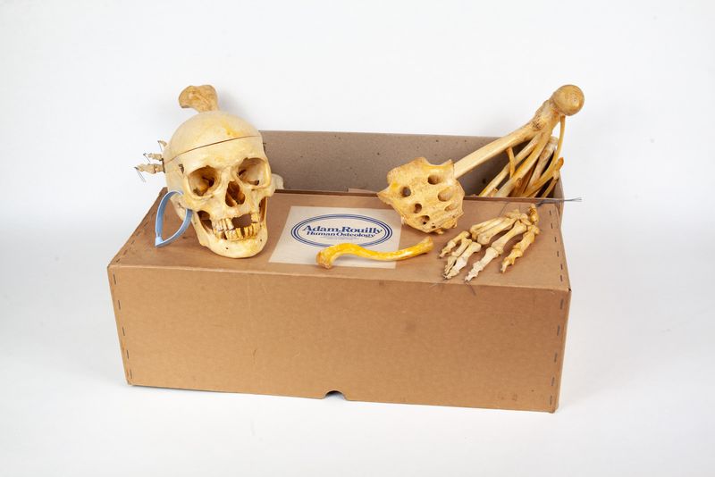 Adam, Rouilly Half-Skeleton Bone Box | JonsBones: Responsibly Sourced ...