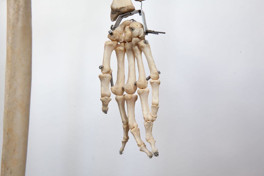 Carolina Biological Supply Skeleton (916) | JonsBones: Responsibly ...