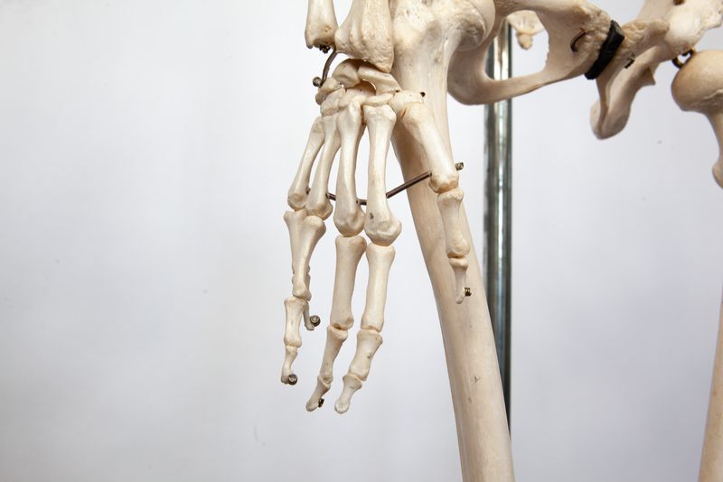 Adam, Rouilly Articulated Skeleton (917) | JonsBones: Responsibly ...