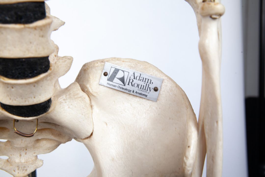 Adam, Rouilly Articulated Skeleton (917) | JonsBones: Responsibly ...