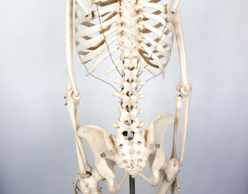 Adam, Rouilly Articulated Skeleton (917) | JonsBones: Responsibly ...