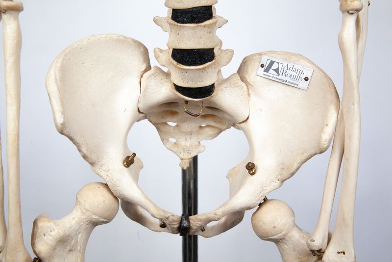 Adam, Rouilly Articulated Skeleton (917) | JonsBones: Responsibly ...