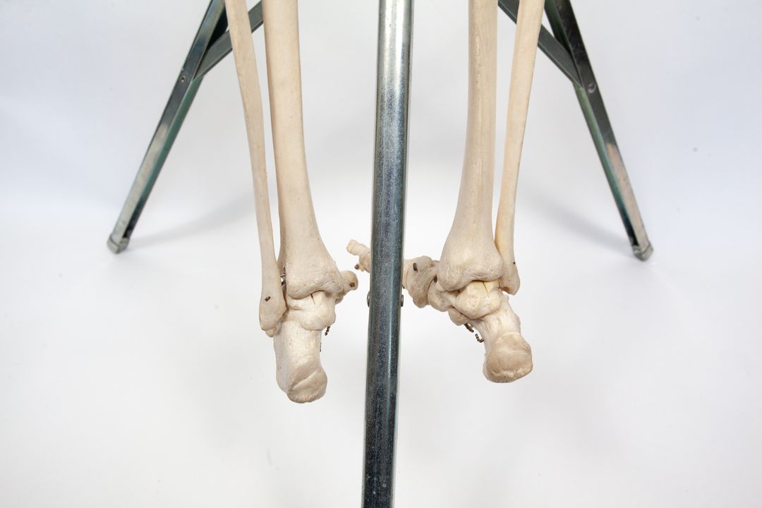 Adam, Rouilly Articulated Skeleton (917) | JonsBones: Responsibly ...