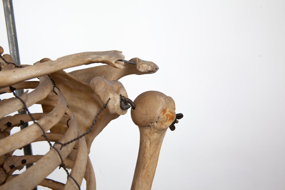 Antique Adam, Rouilly Articulated Skeleton (0923) | JonsBones ...