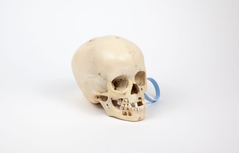 Uncut Pediatric Skull (0247) | JonsBones: Responsibly Sourced Human ...