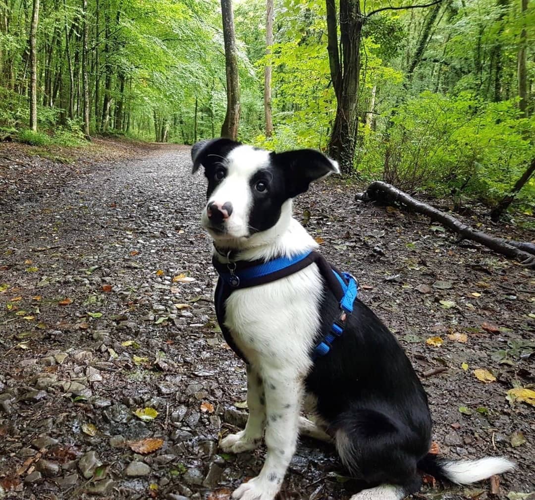 Porthkerry Country Park, Barry | Visit The Vale