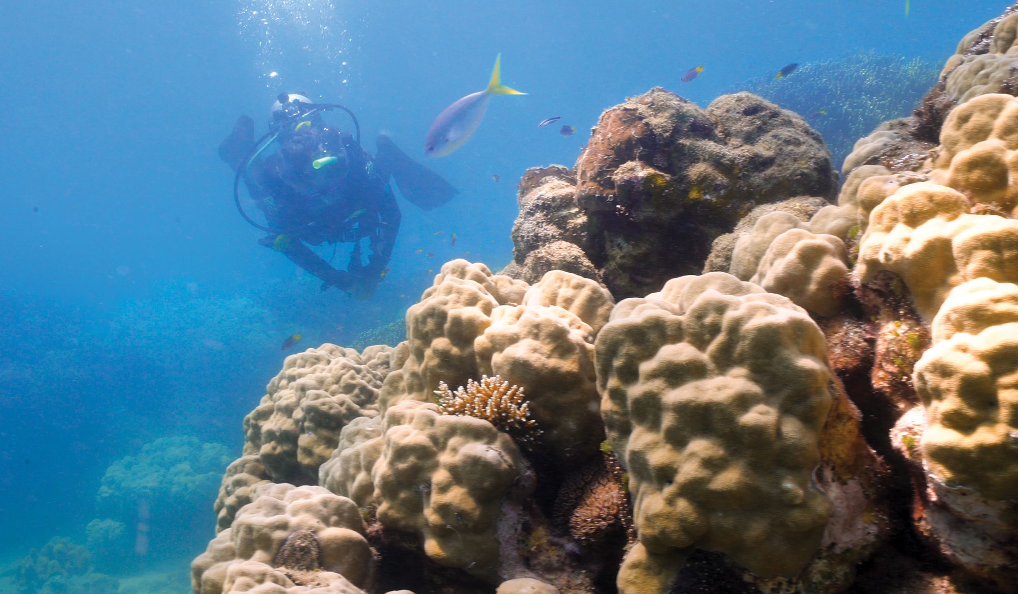 Reef Relief: How Tom Goreau’s, PhD (MS ’72) electrifying technology is ...