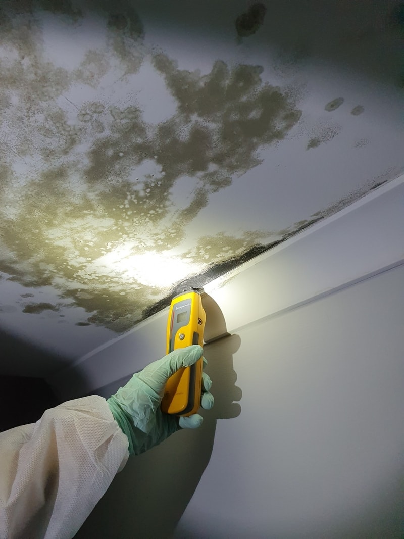 Mould Inspections | Industry-Leading Mould Lab