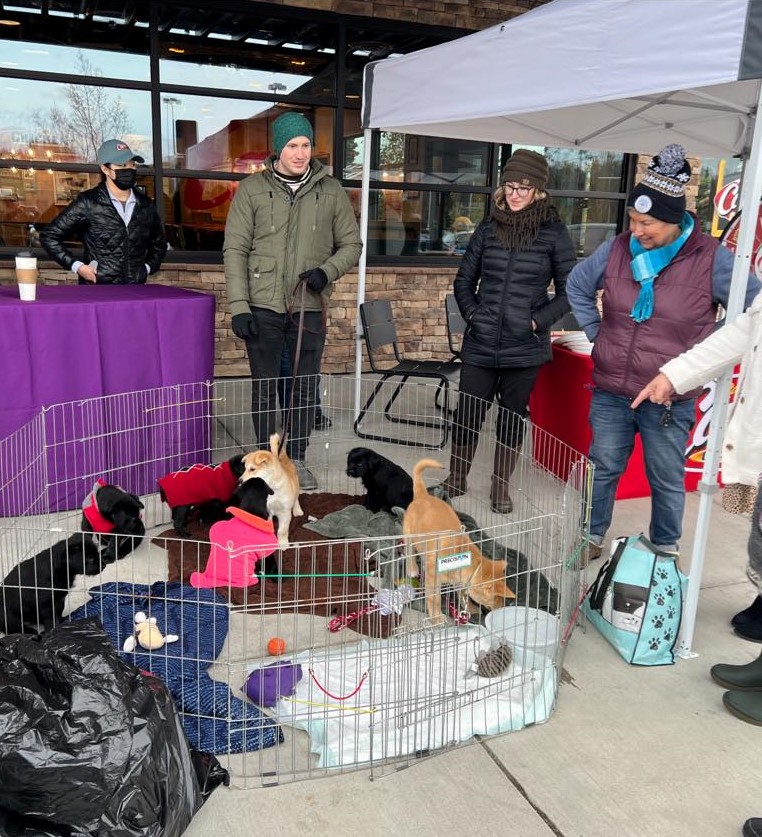 Puppies brought to Anchorage Raising Canes for adoption fair