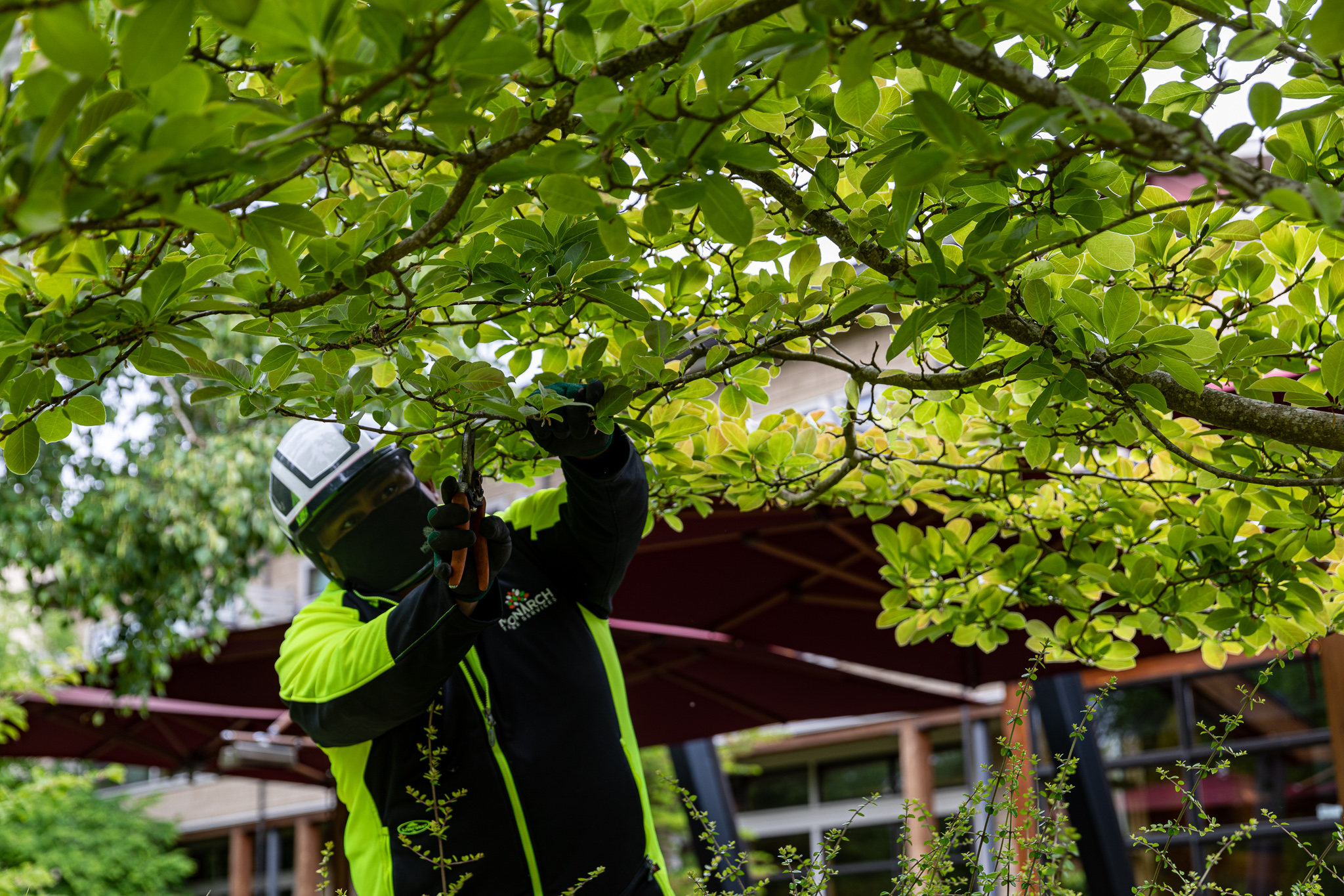 Structural Pruning: Protecting Your Property from Tree Limbs