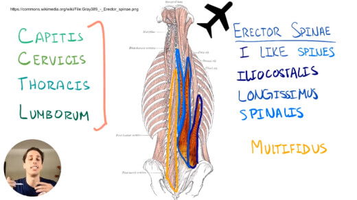 Anatomy Bootcamp | Ace Your Anatomy Class