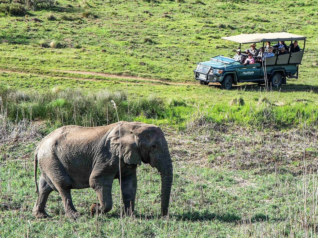 Amakhala Game Reserve, Garden Route Safari | Namibia Tours & Safaris