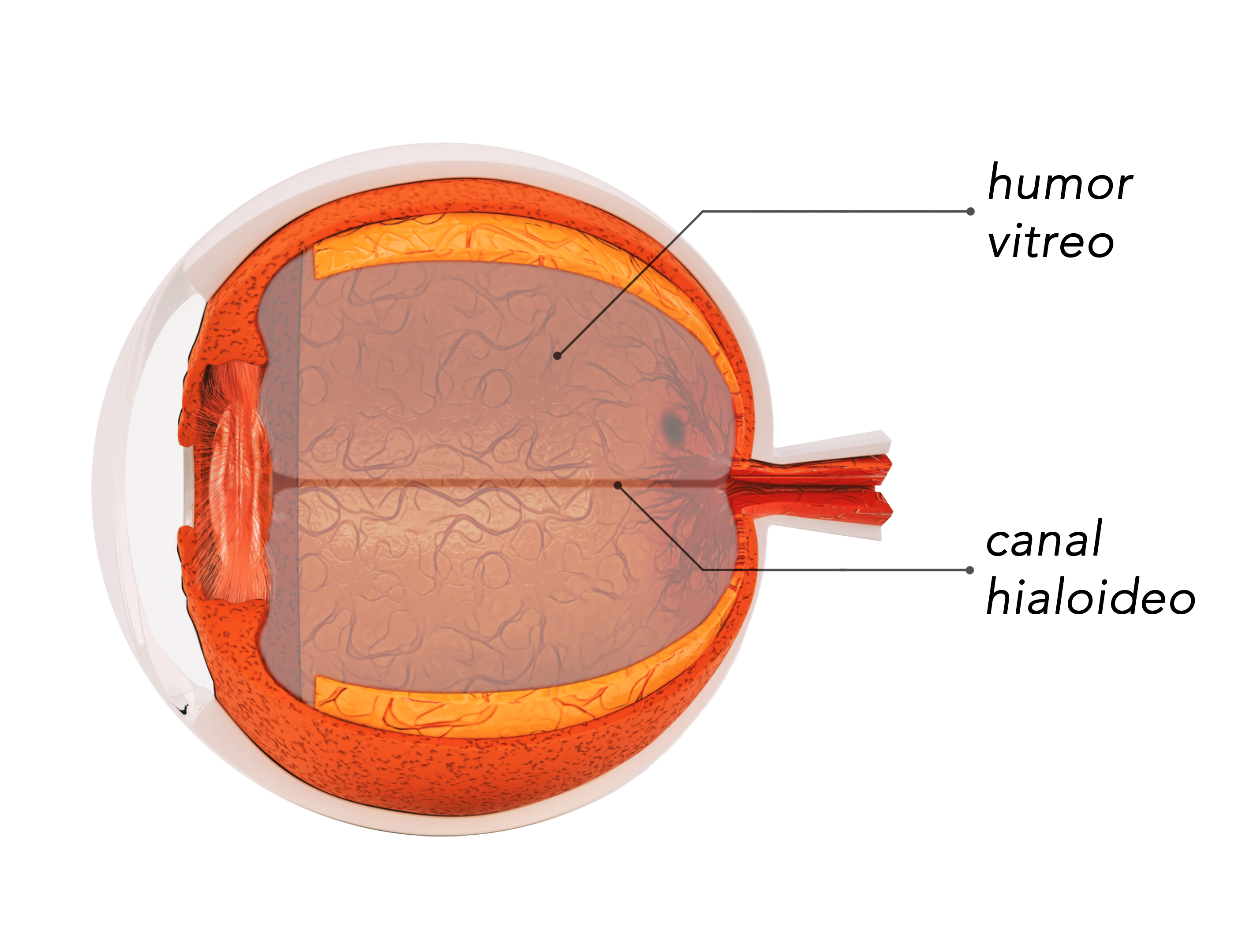 Anatomía del ojo fácil | Clínica Oftalmológica TACIR