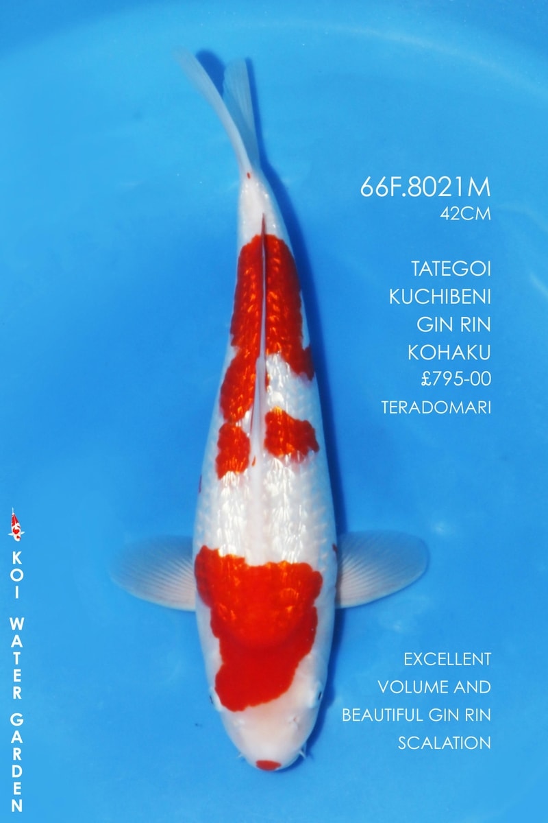 Koi Water Gardens Ltd