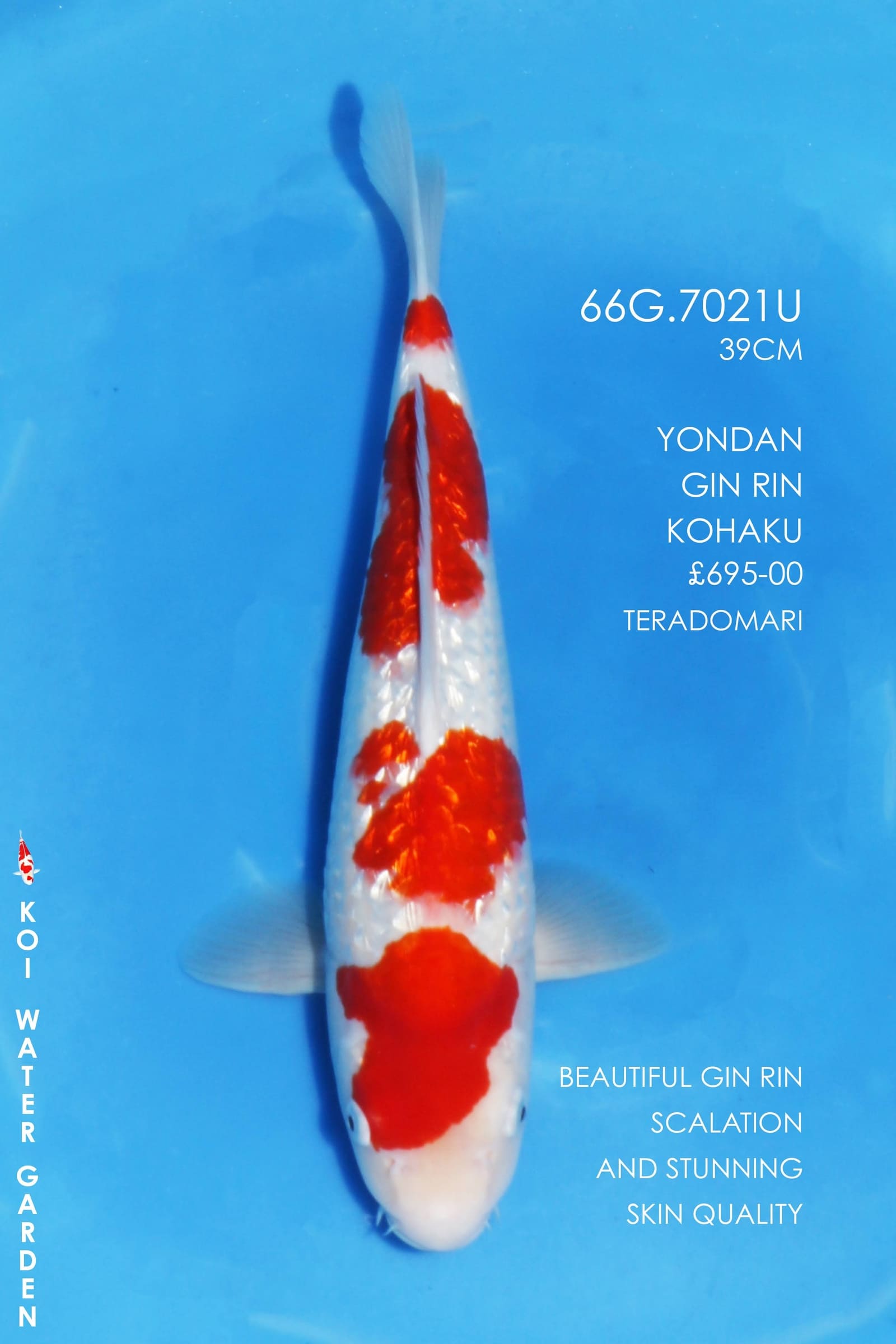 Koi Water Gardens Ltd