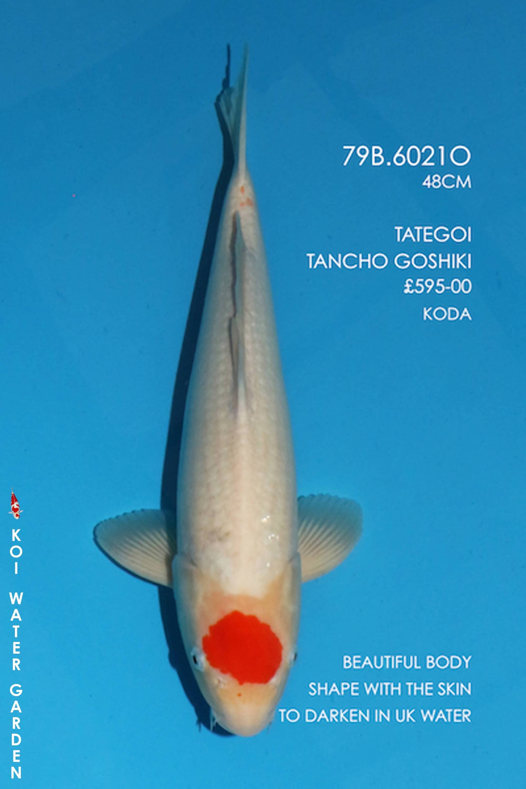 Koi Water Gardens Ltd