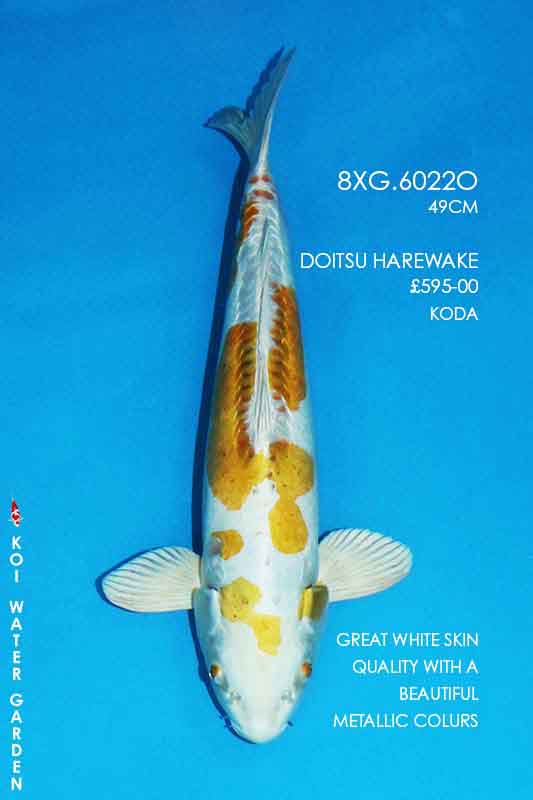Koi Water Gardens Ltd