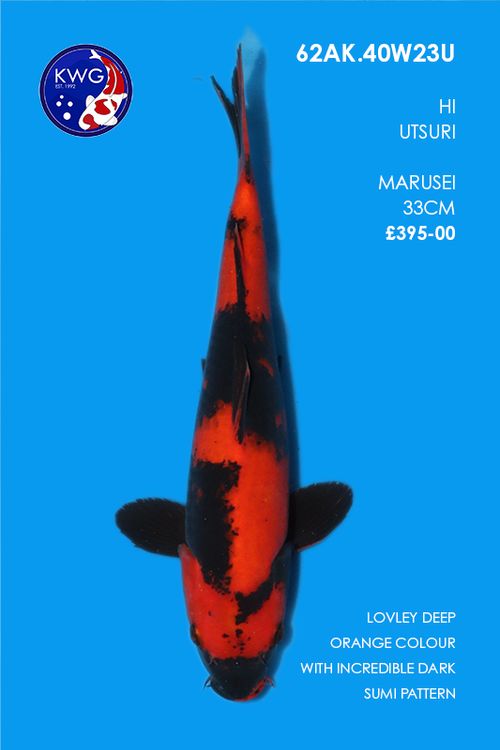 Koi Water Gardens Ltd