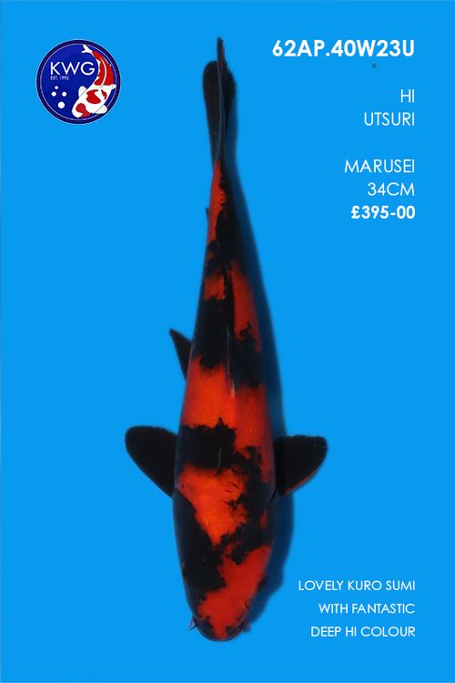 Koi Water Gardens Ltd