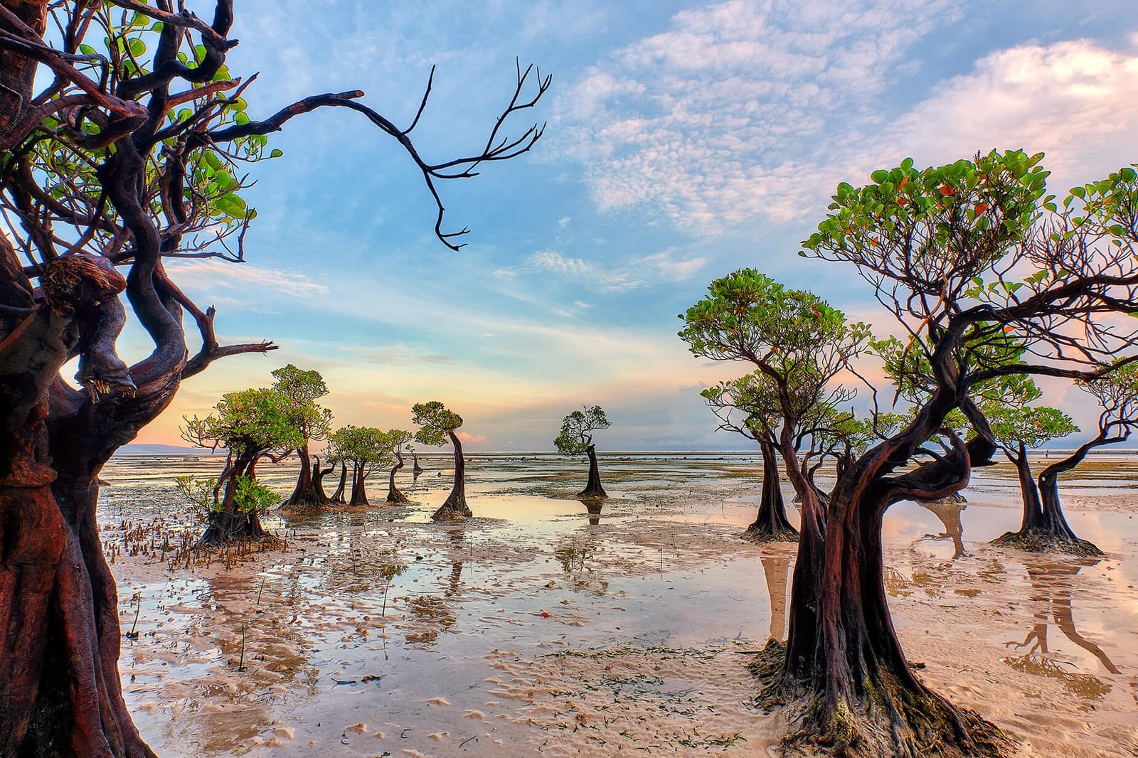 Mangroves & Landscape