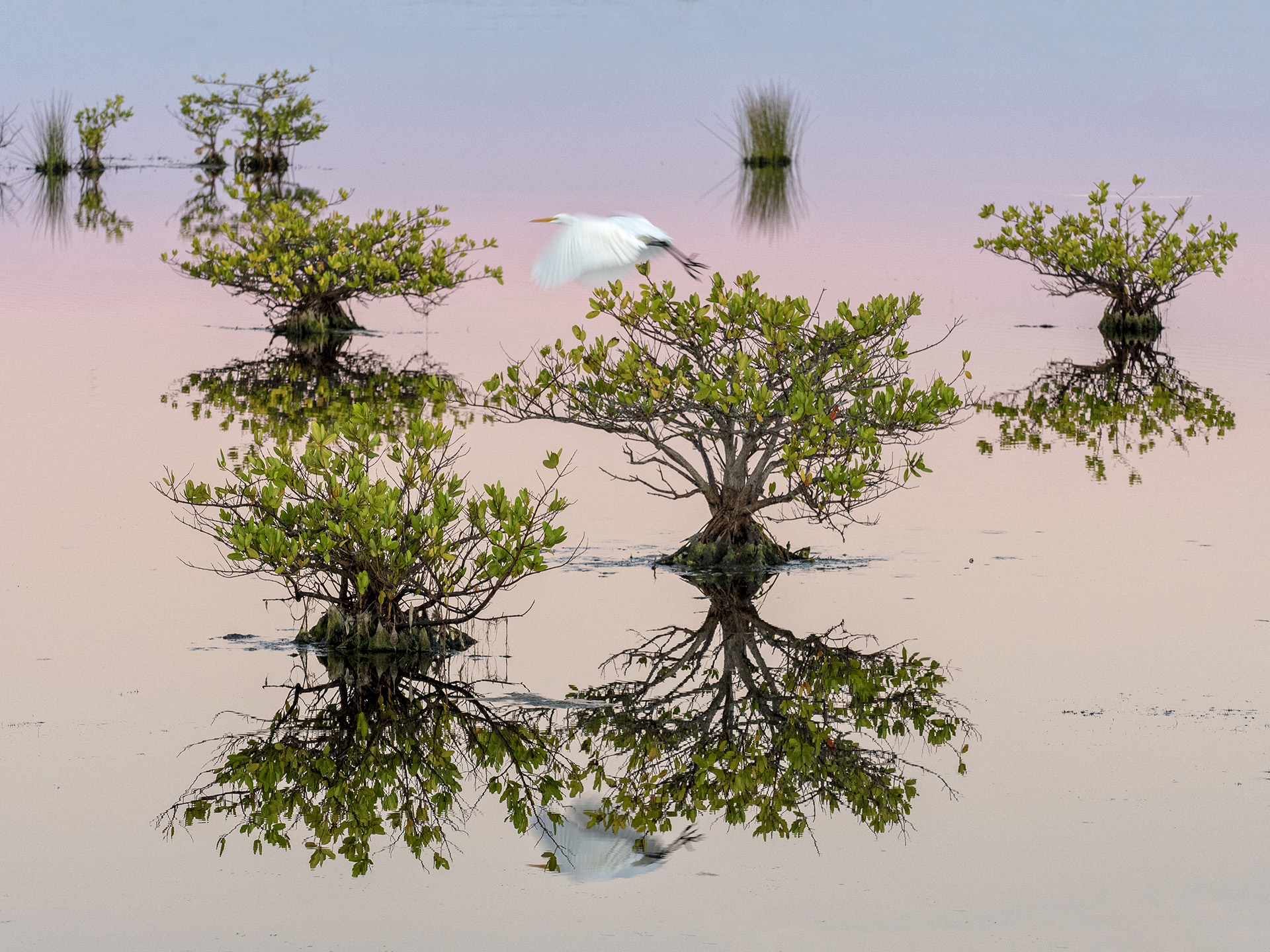 Home | Mangrove Photography Awards